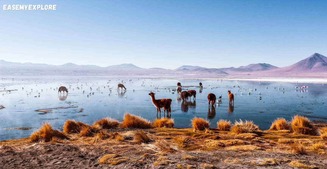 Explore South America's Wildlife Wonders: Flight Routes for Unique ...